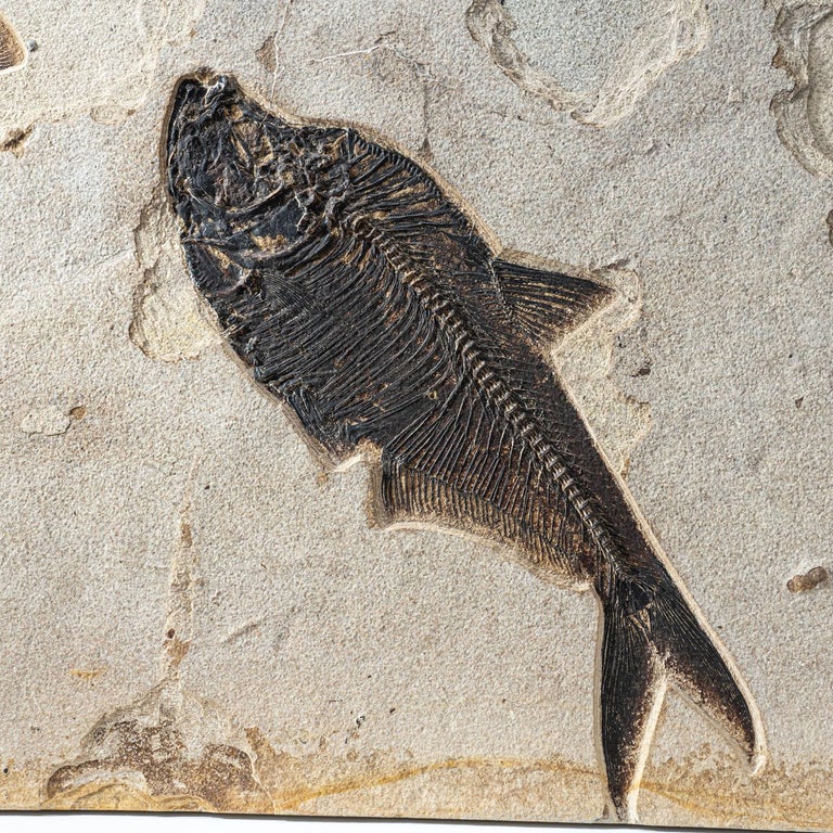 Giant Diplomytus and Cockerellites Fish Fossil Plate For Sale at 1stDibs
