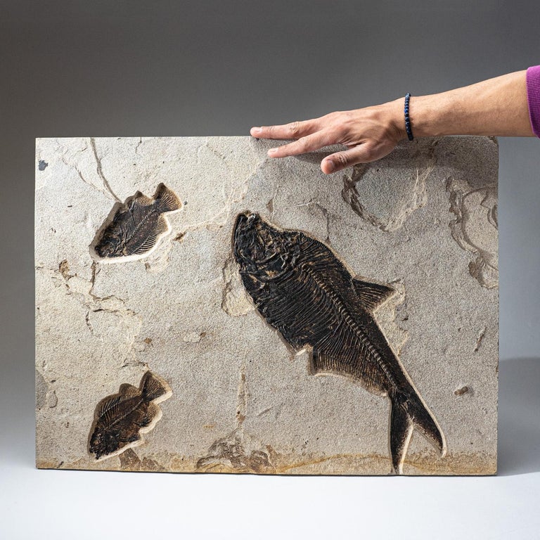 Giant Diplomytus and Cockerellites Fish Fossil Plate For Sale at 1stDibs