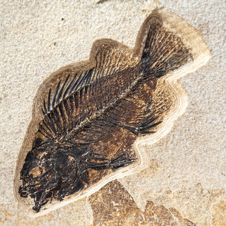 Giant Diplomytus and Cockerellites Fish Fossil Plate For Sale at 1stDibs