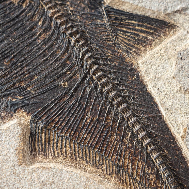 Giant Diplomytus and Cockerellites Fish Fossil Plate For Sale at 1stDibs