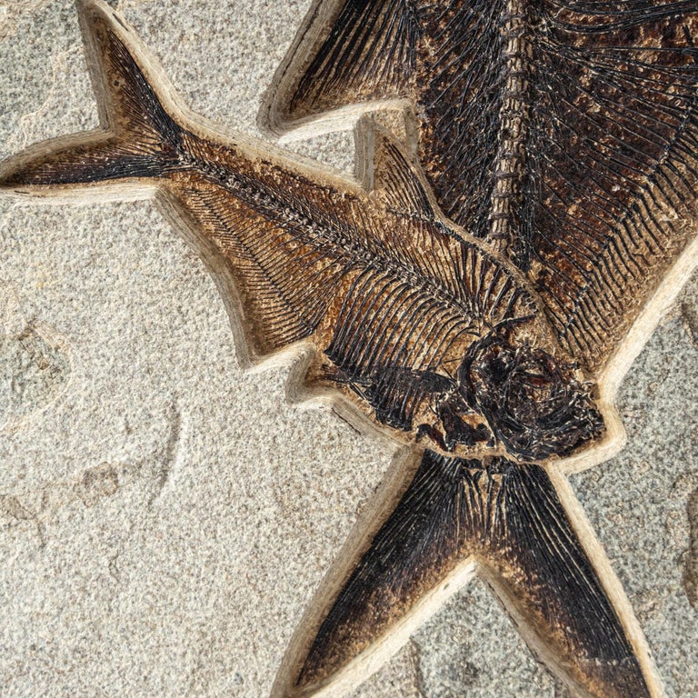 Natural Giant Diplomytus Fish Fossil Plate (60.2 lbs) For Sale at 1stDibs