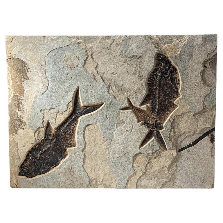 Natural Giant Diplomytus Fish Fossil Plate (60.2 lbs) For Sale at 1stDibs