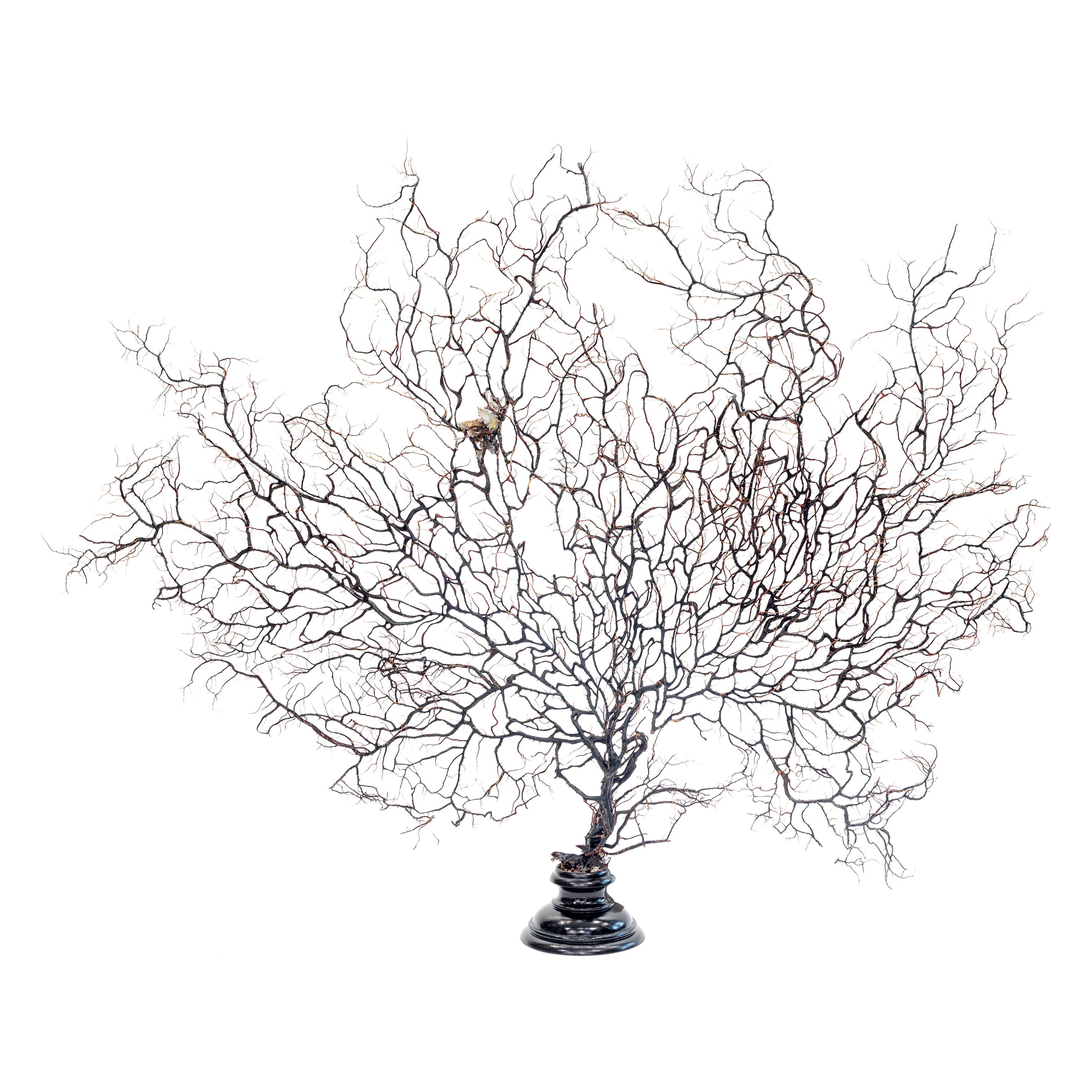 Giant Mounted Black Sea Fan at 1stDibs