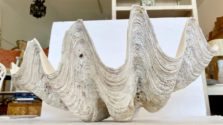 Giant Natural Clamshell For Sale at 1stDibs