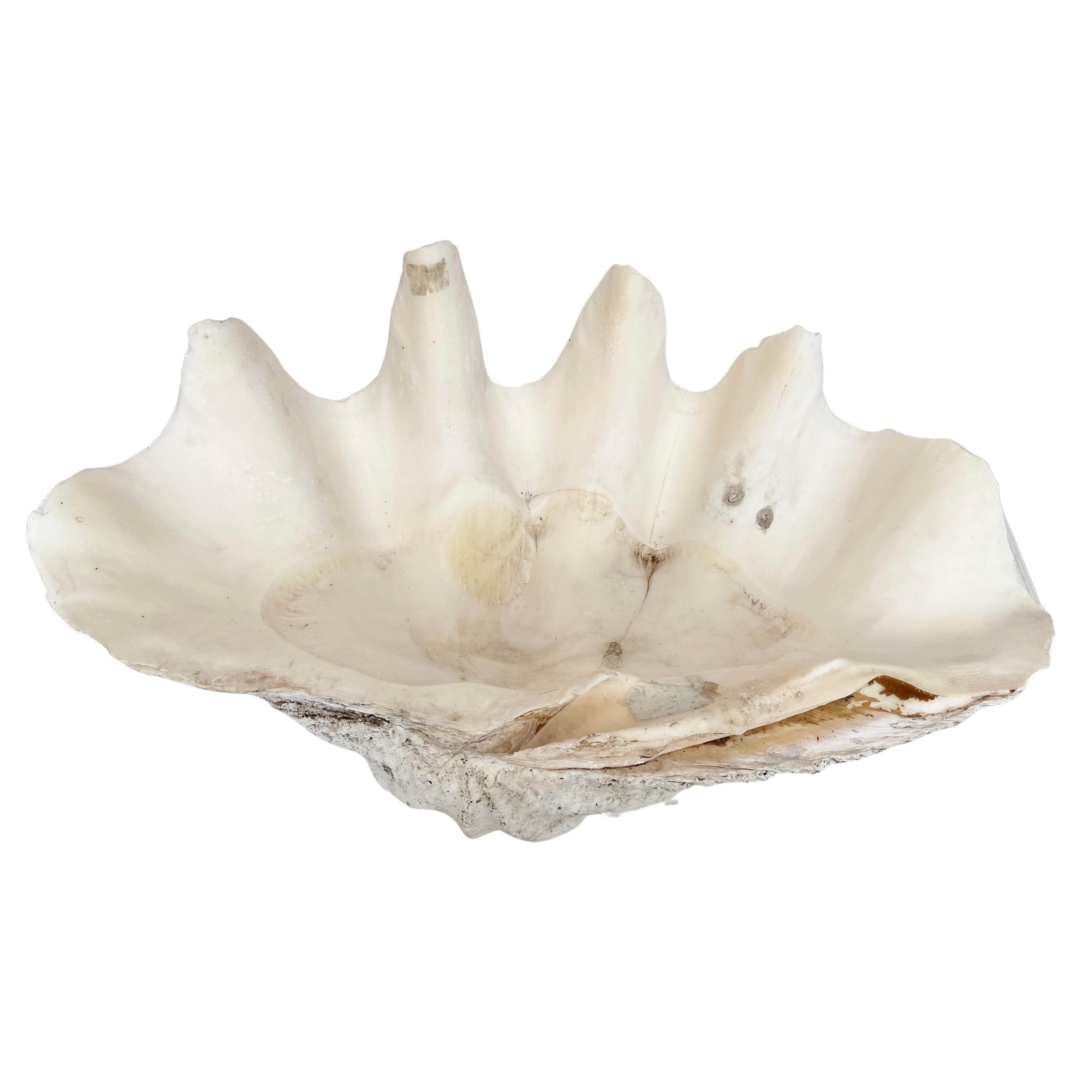 Natural Clam Shell For Sale at 1stDibs