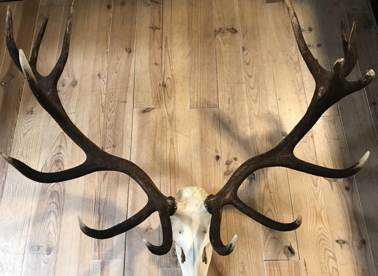 Giant Pair of Antlers of a Hungarian Red Stag For Sale at 1stDibs