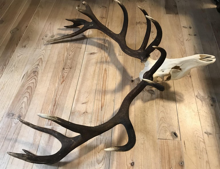 Giant Pair of Antlers of a Hungarian Red Stag For Sale at 1stDibs