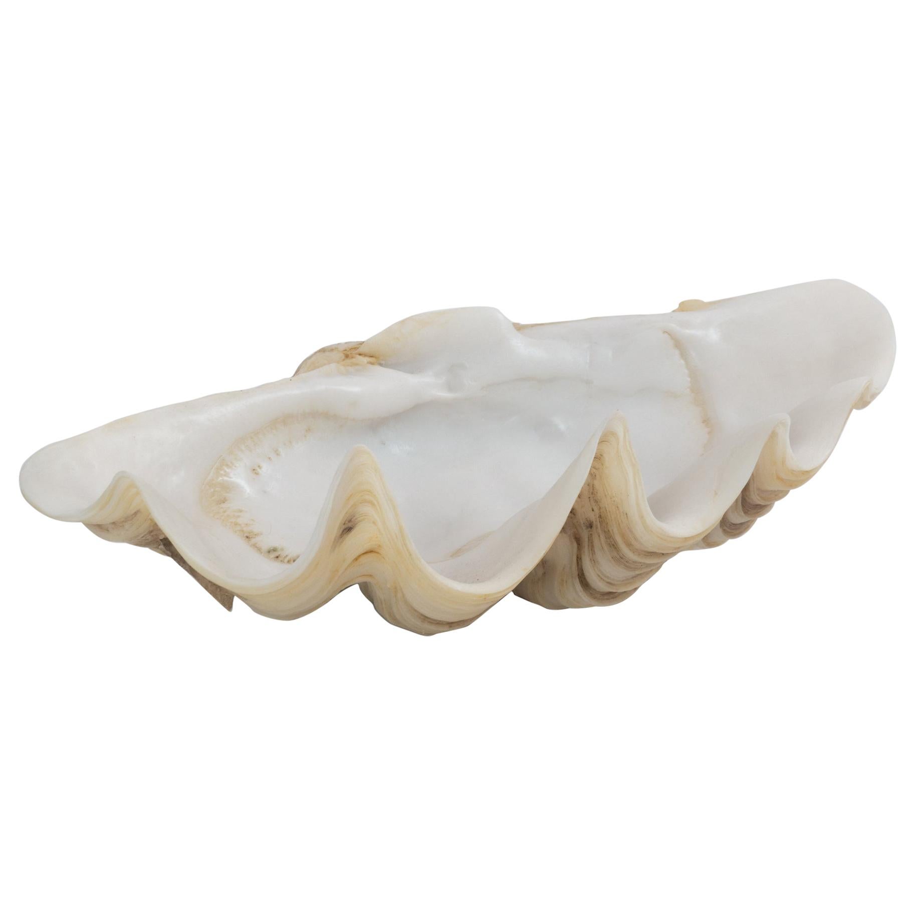 Giant Resin Clamshell at 1stDibs