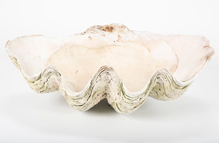 Giant Scalloped Clam Shell Centerpiece at 1stDibs