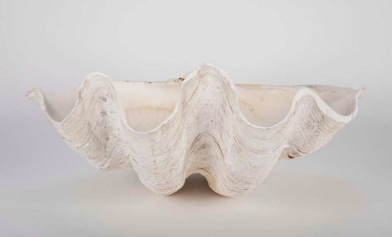 Giant Scalloped Clam Shell Centrepiece at 1stDibs