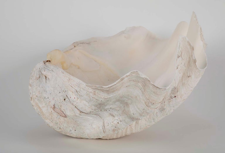 Giant Scalloped Clam Shell Centrepiece at 1stDibs