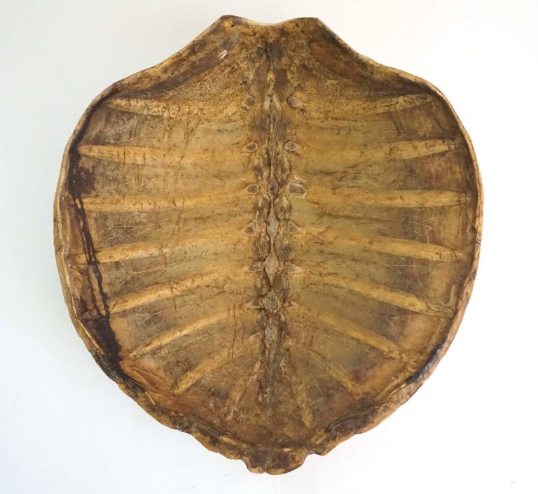 Giant Sea Turtle Carapace or Shell, 19th Century at 1stDibs