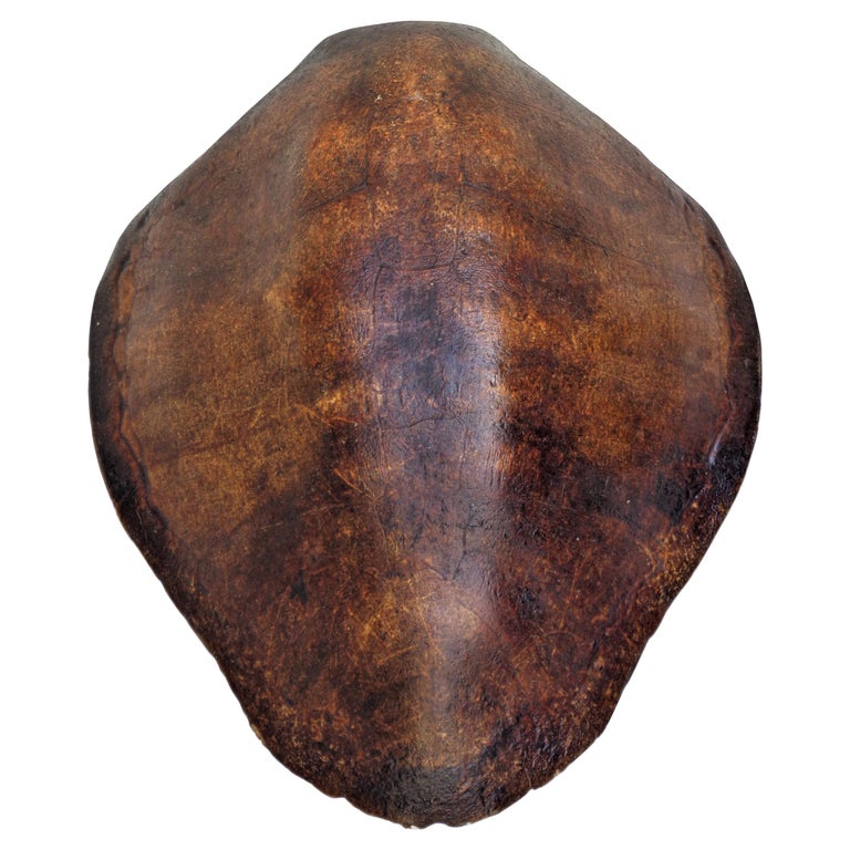 Giant Sea Turtle Shell, Antique Natural History Specimen at 1stDibs ...