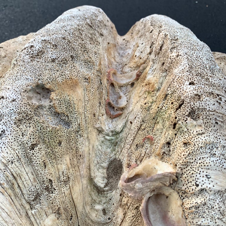 Giant South Pacific Tridacna Gigas Clam Shell with High Elbows at 1stDibs