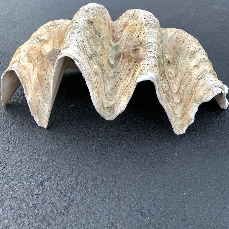 Giant South Pacific Tridacna Gigas Clam Shell with High Elbows at 1stDibs