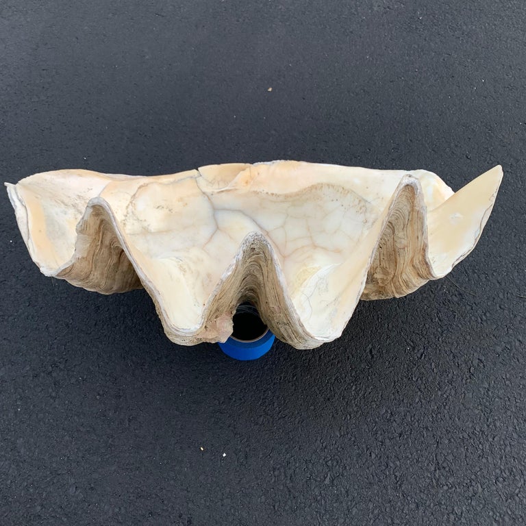 Giant South Pacific Tridacna Gigas Clam Shell with High Elbows at 1stDibs