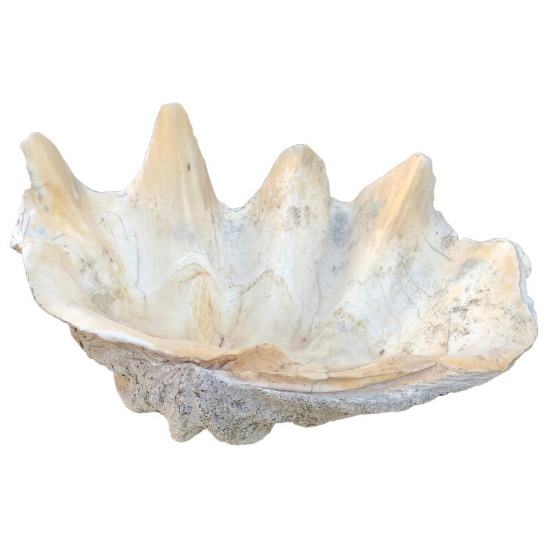 Giant South Pacific Tridacna Gigas Clam Shell with High Elbows For Sale ...