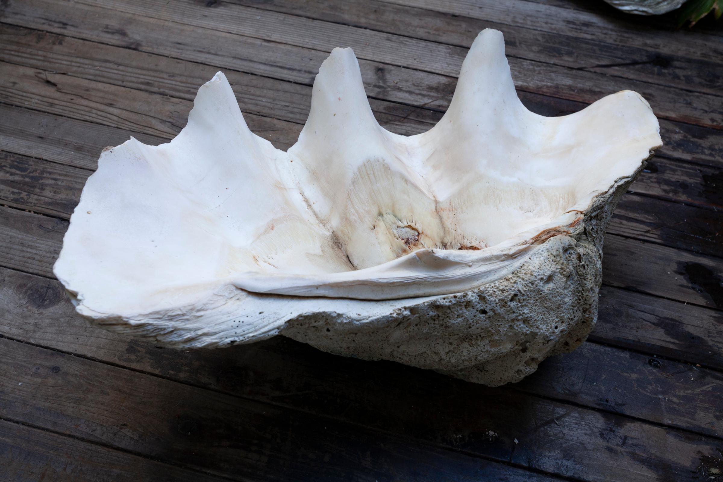 Giant South Sea Clam Shell For Sale at 1stDibs