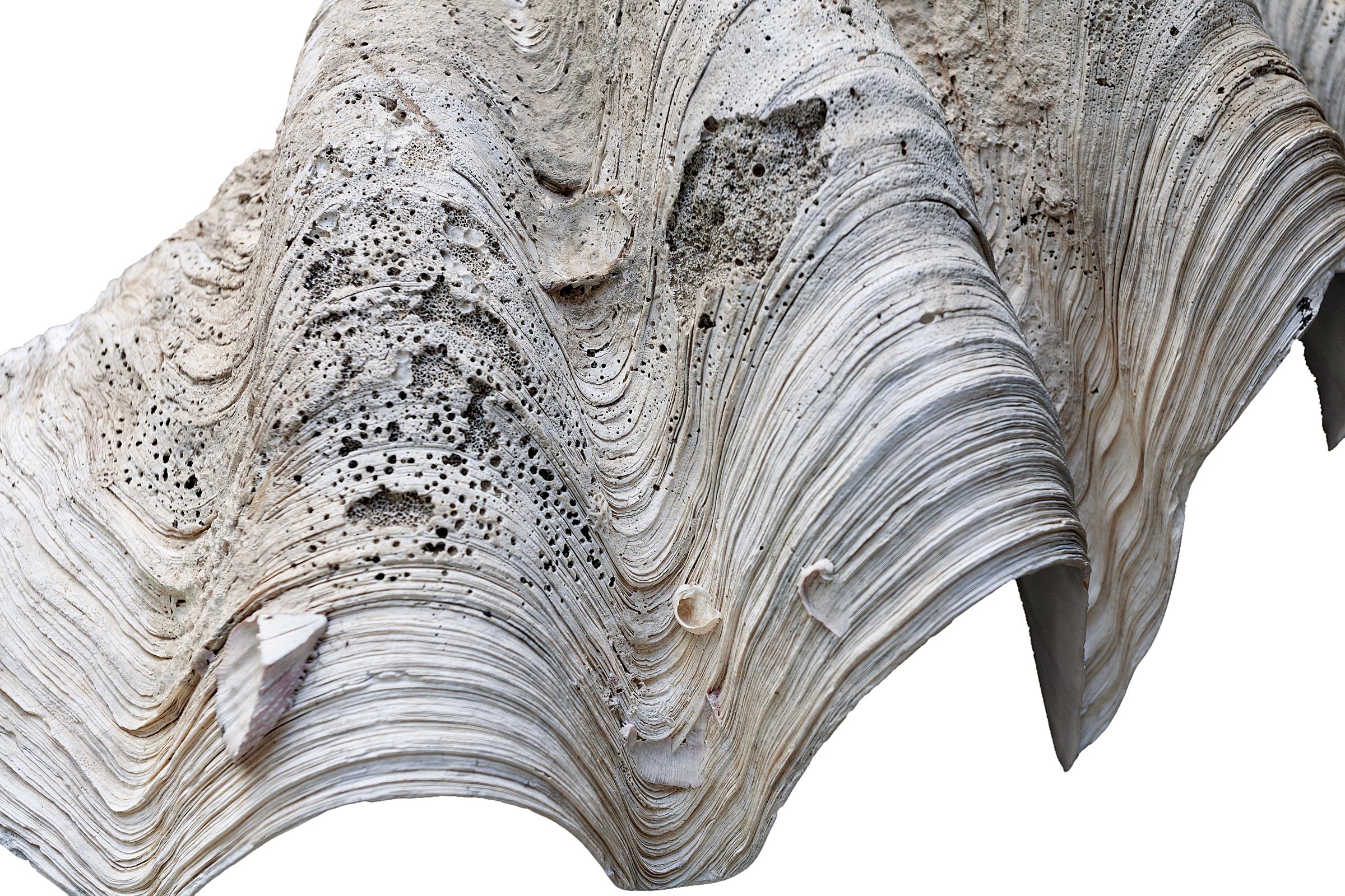 Natural Tridacna Gigas clamshell specimen from the South Pacific For ...