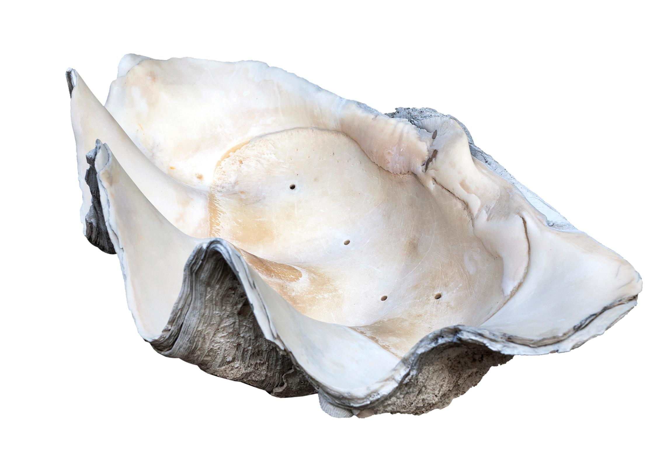 Giant South Sea Clam Shell For Sale at 1stDibs
