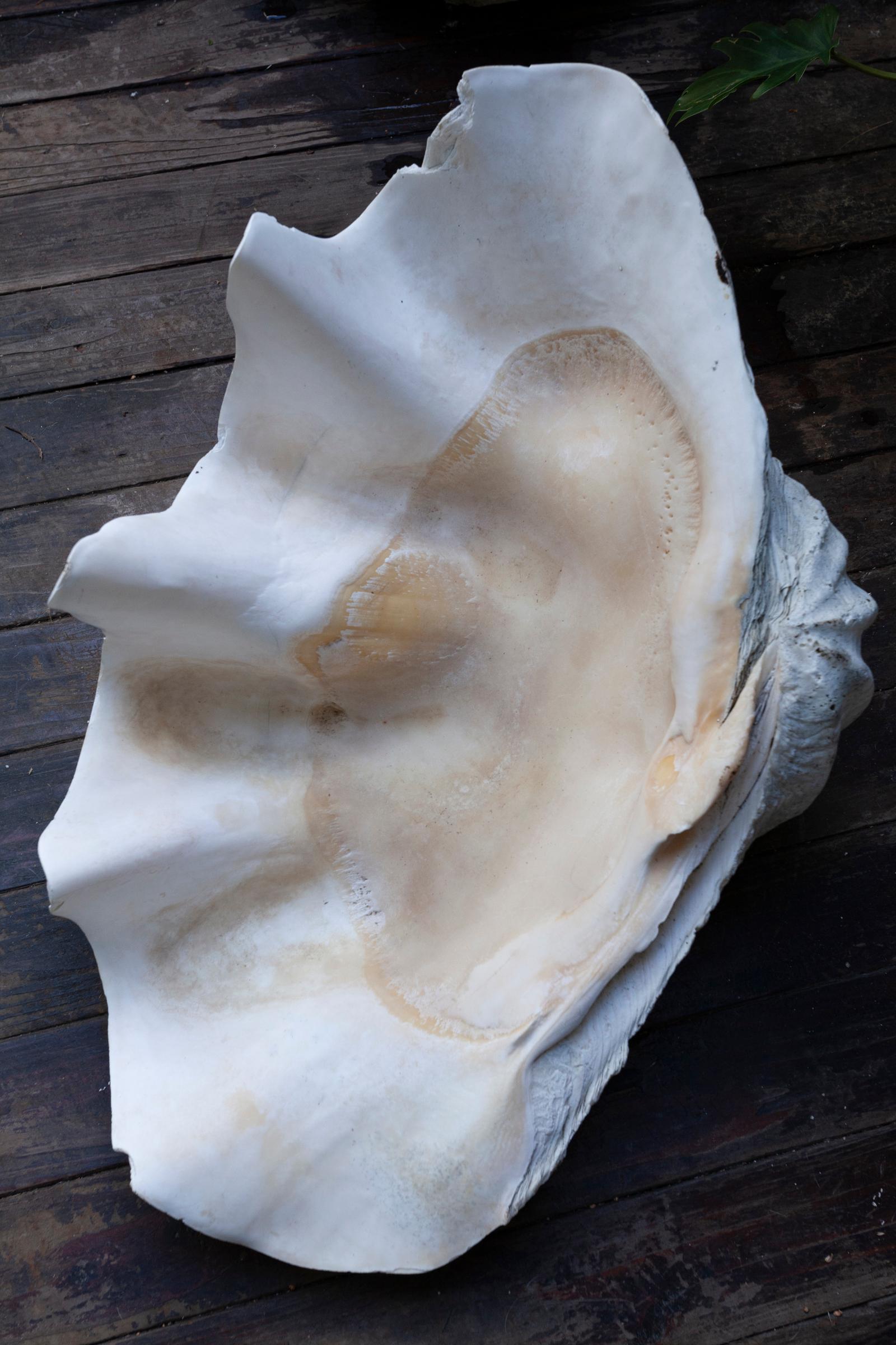 Giant South Sea Clam Shell For Sale at 1stDibs