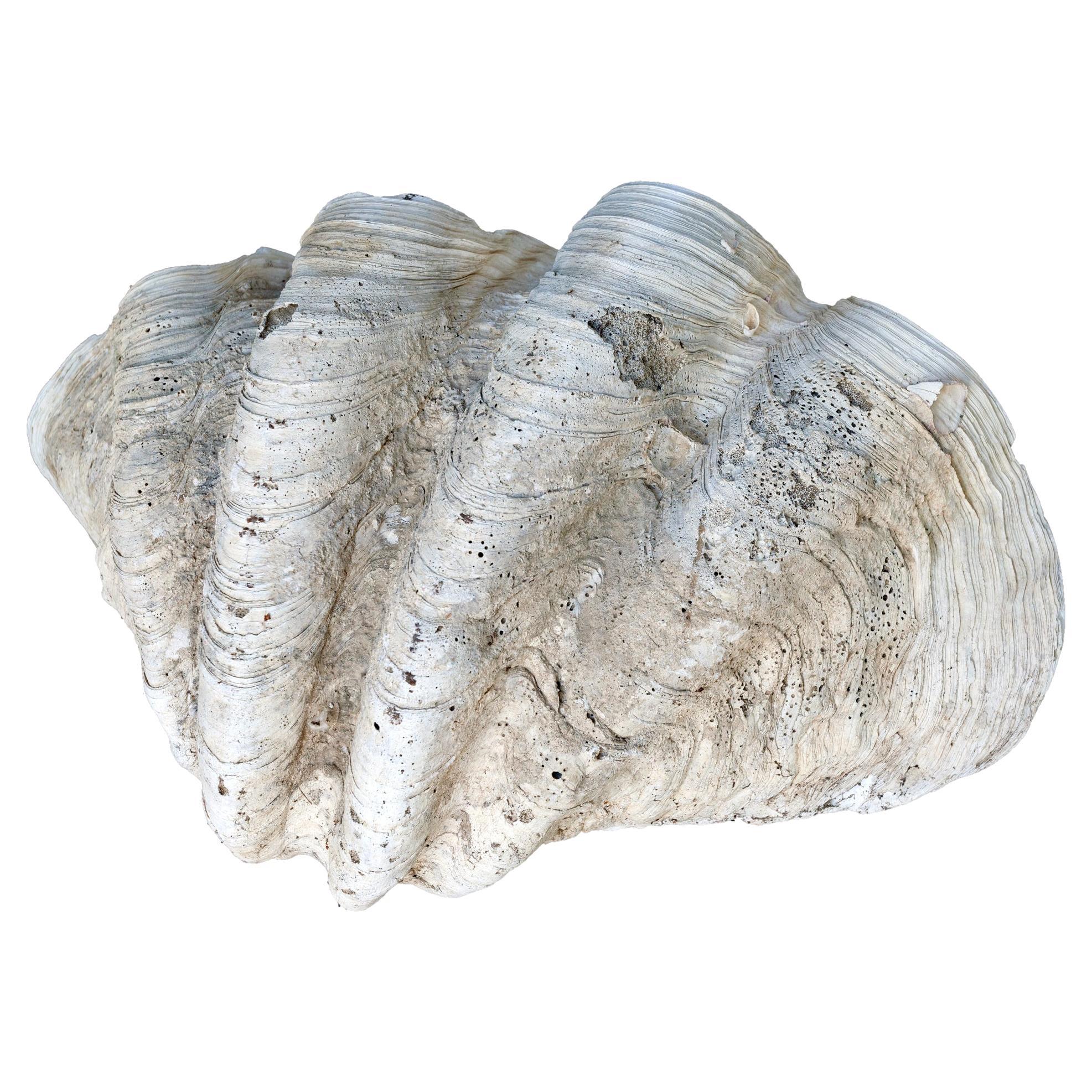Giant Clam Shell Natural Specimen at 1stDibs