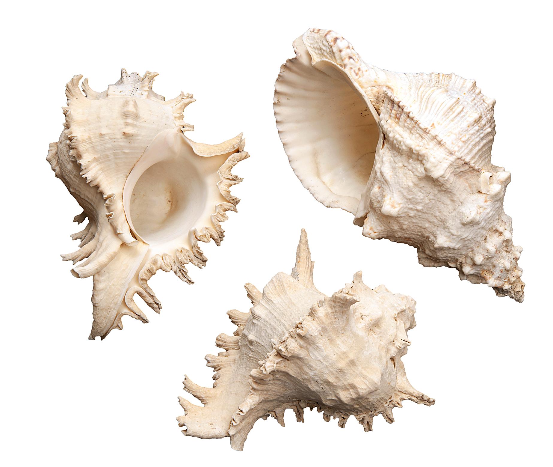 Giant South Sea Clam Shell Loaded with Seashells For Sale at 1stDibs