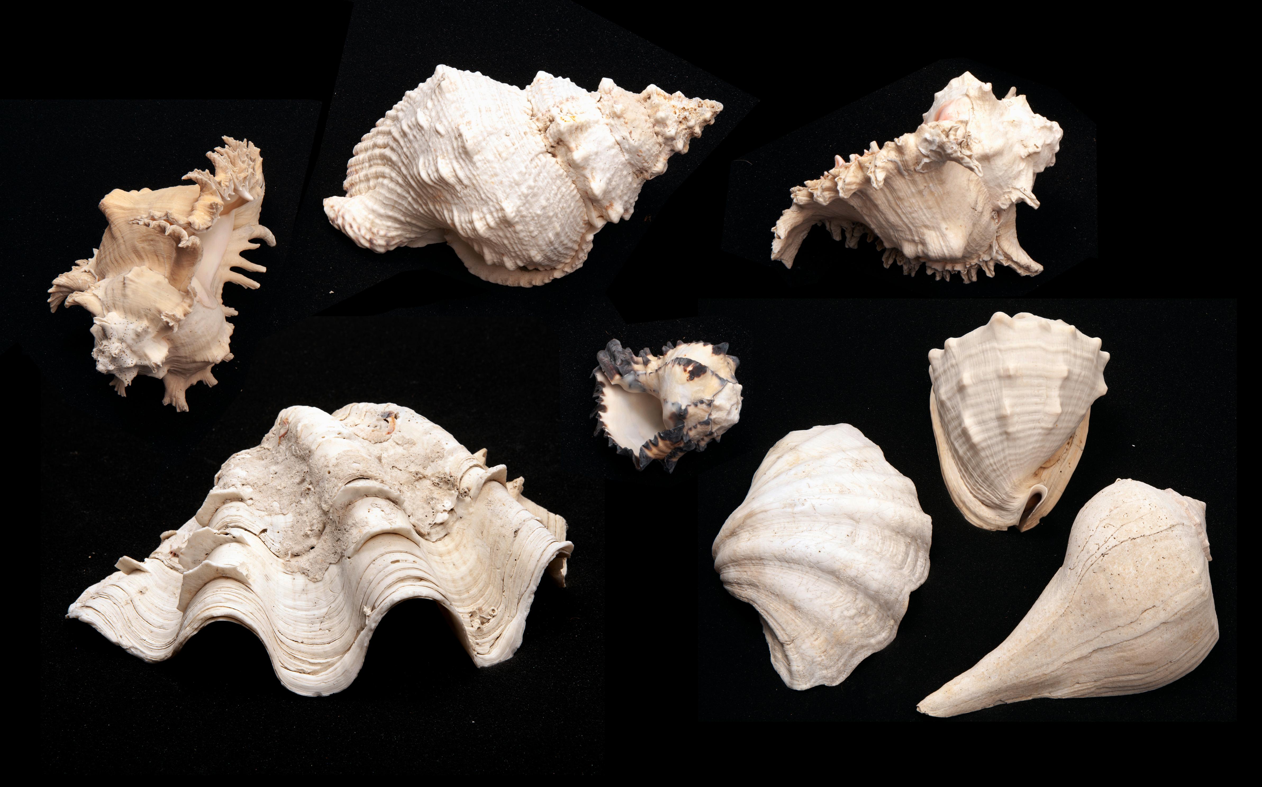 Giant South Sea Clam Shell Loaded with Seashells For Sale at 1stDibs