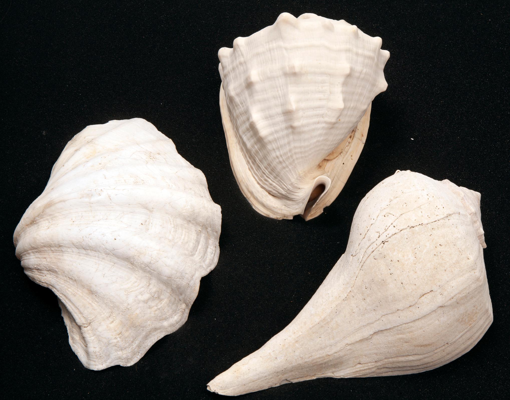 Giant South Sea Clam Shell Loaded with Seashells For Sale at 1stDibs