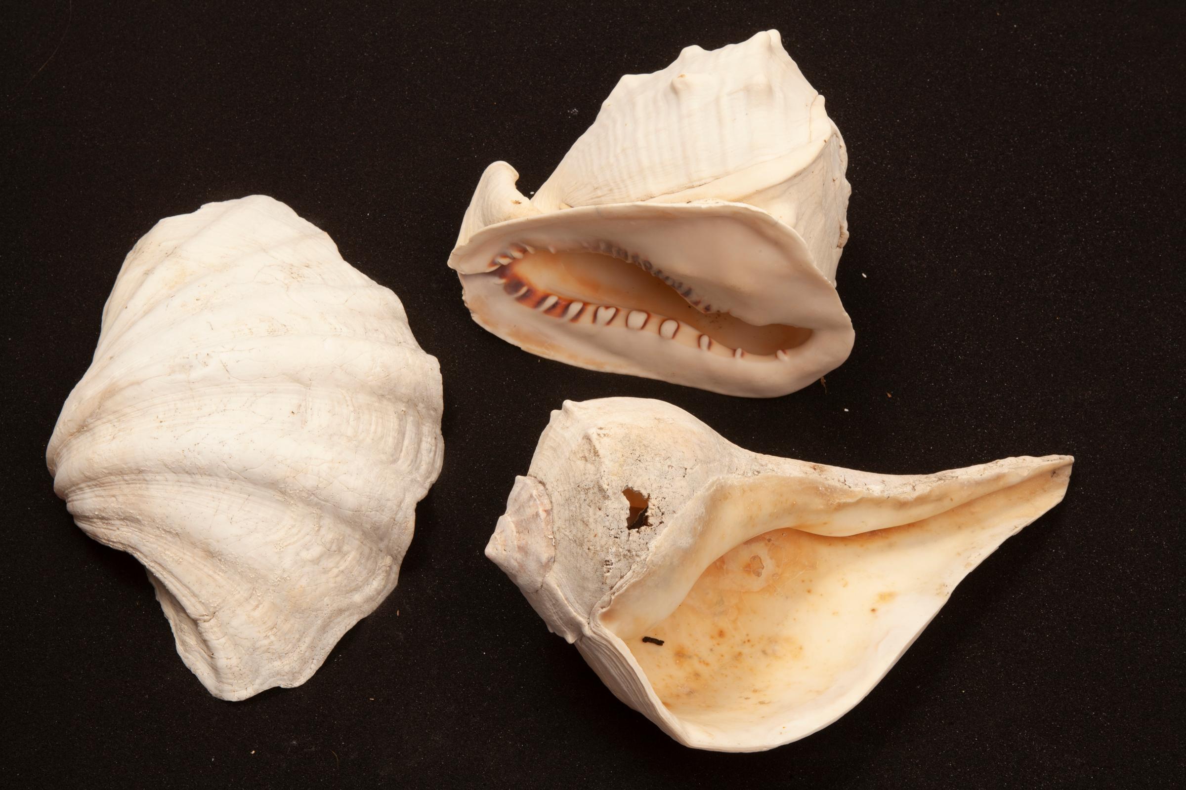 Giant South Sea Clam Shell Loaded with Seashells For Sale at 1stDibs