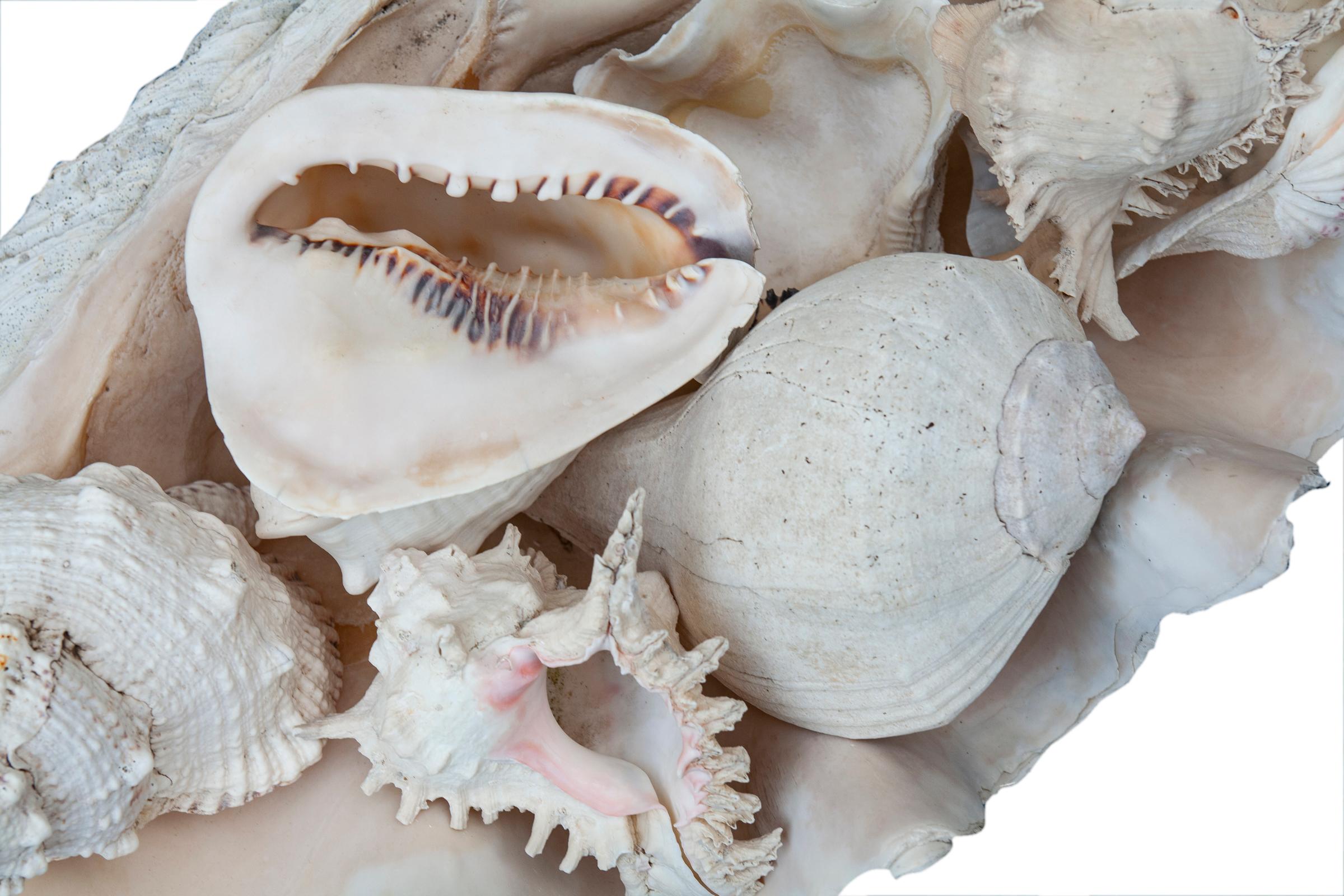 Giant South Sea Clam Shell Loaded with Seashells For Sale at 1stDibs