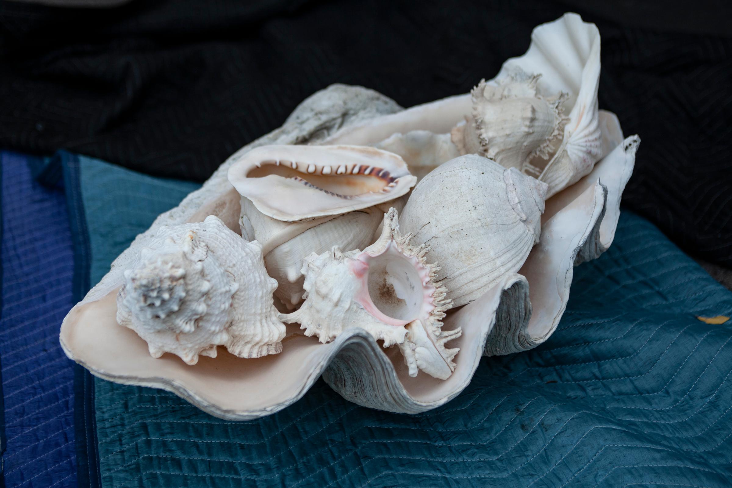 Giant South Sea Clam Shell Loaded with Seashells For Sale at 1stDibs