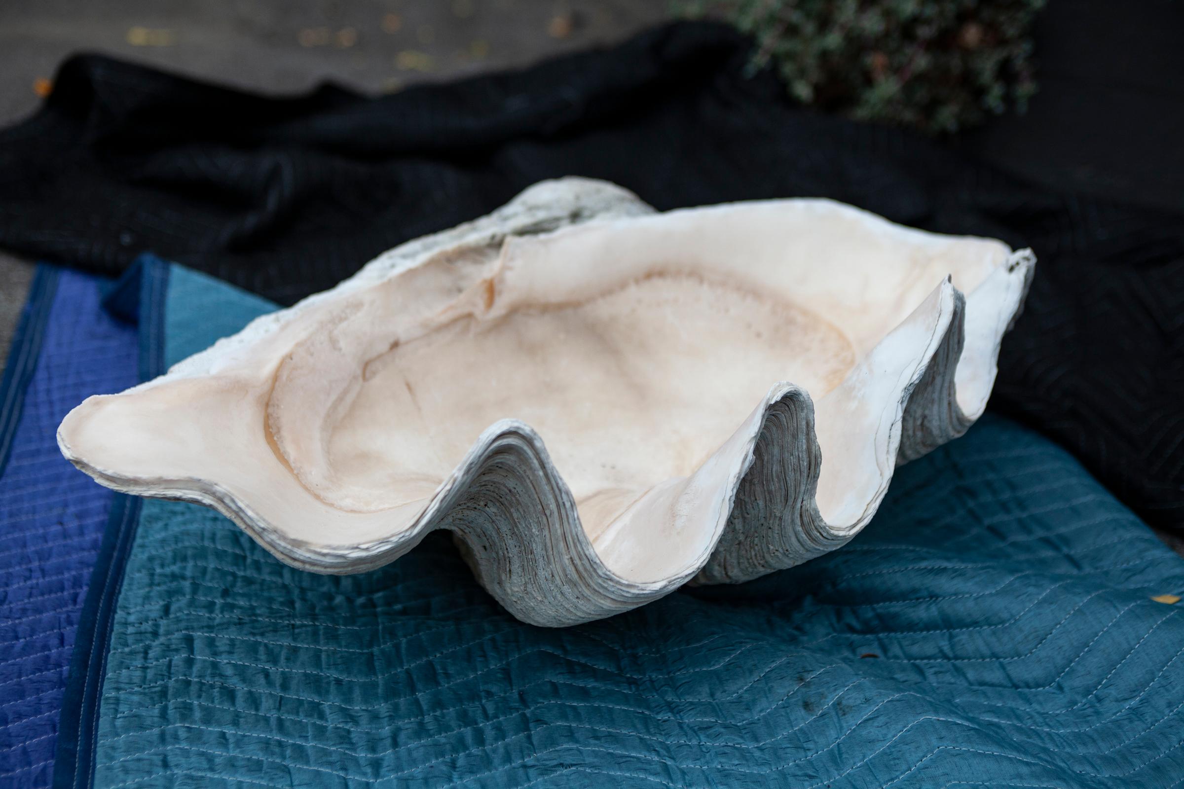 Giant South Sea Clam Shell Loaded with Seashells For Sale at 1stDibs