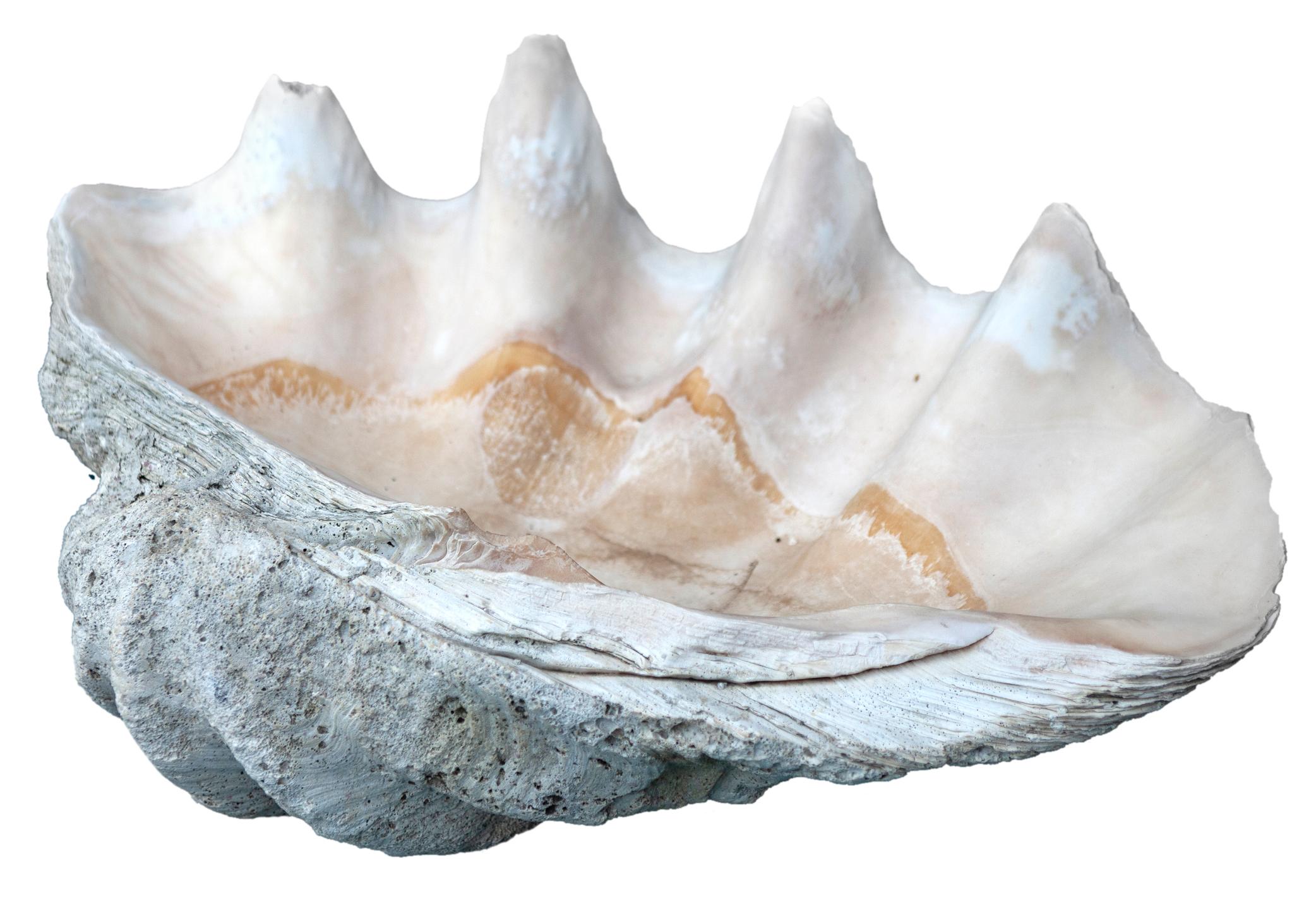 Giant South Sea Clam Shell Loaded with Seashells For Sale at 1stDibs