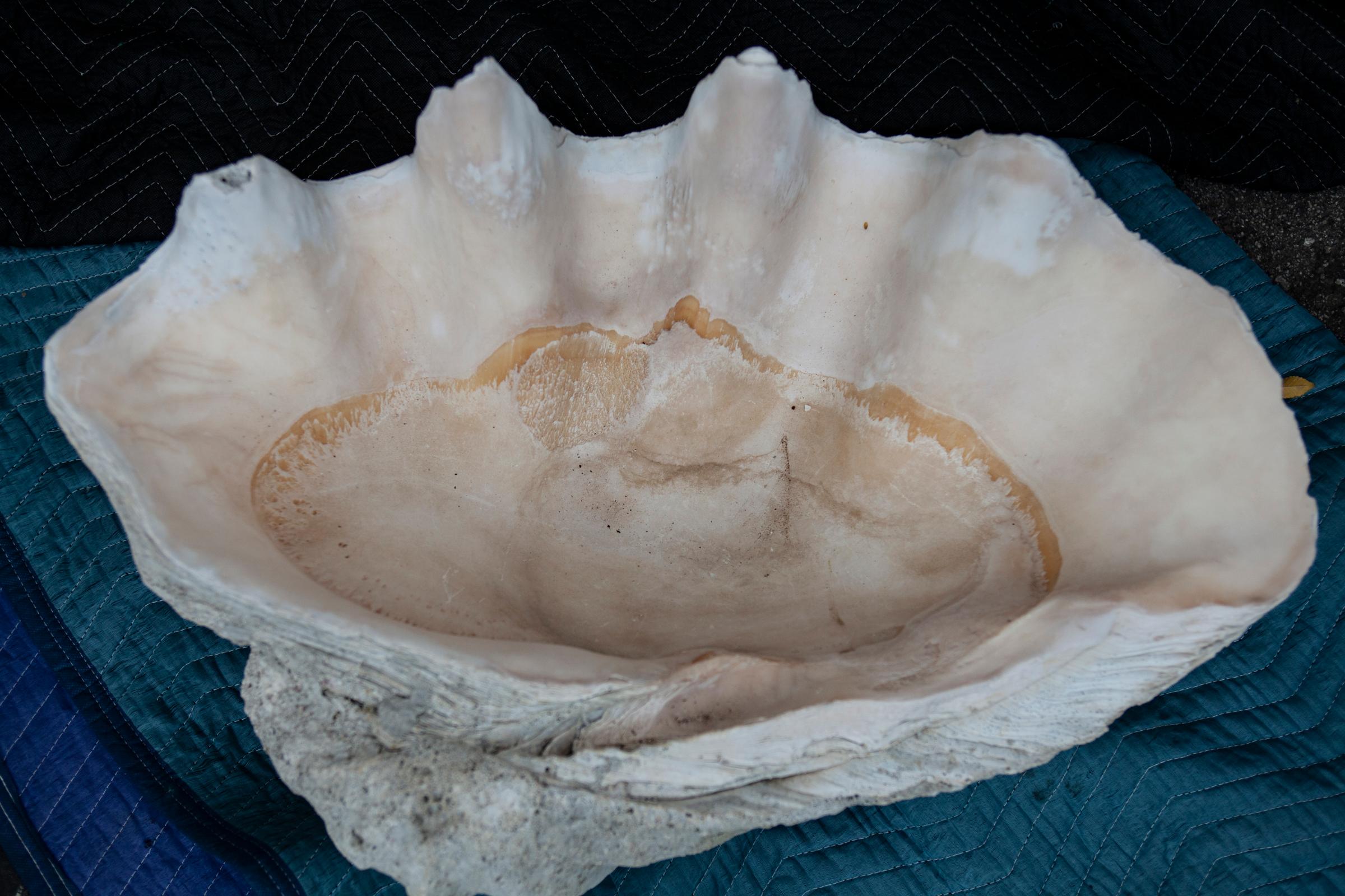 Giant South Sea Clam Shell Loaded with Seashells For Sale at 1stDibs