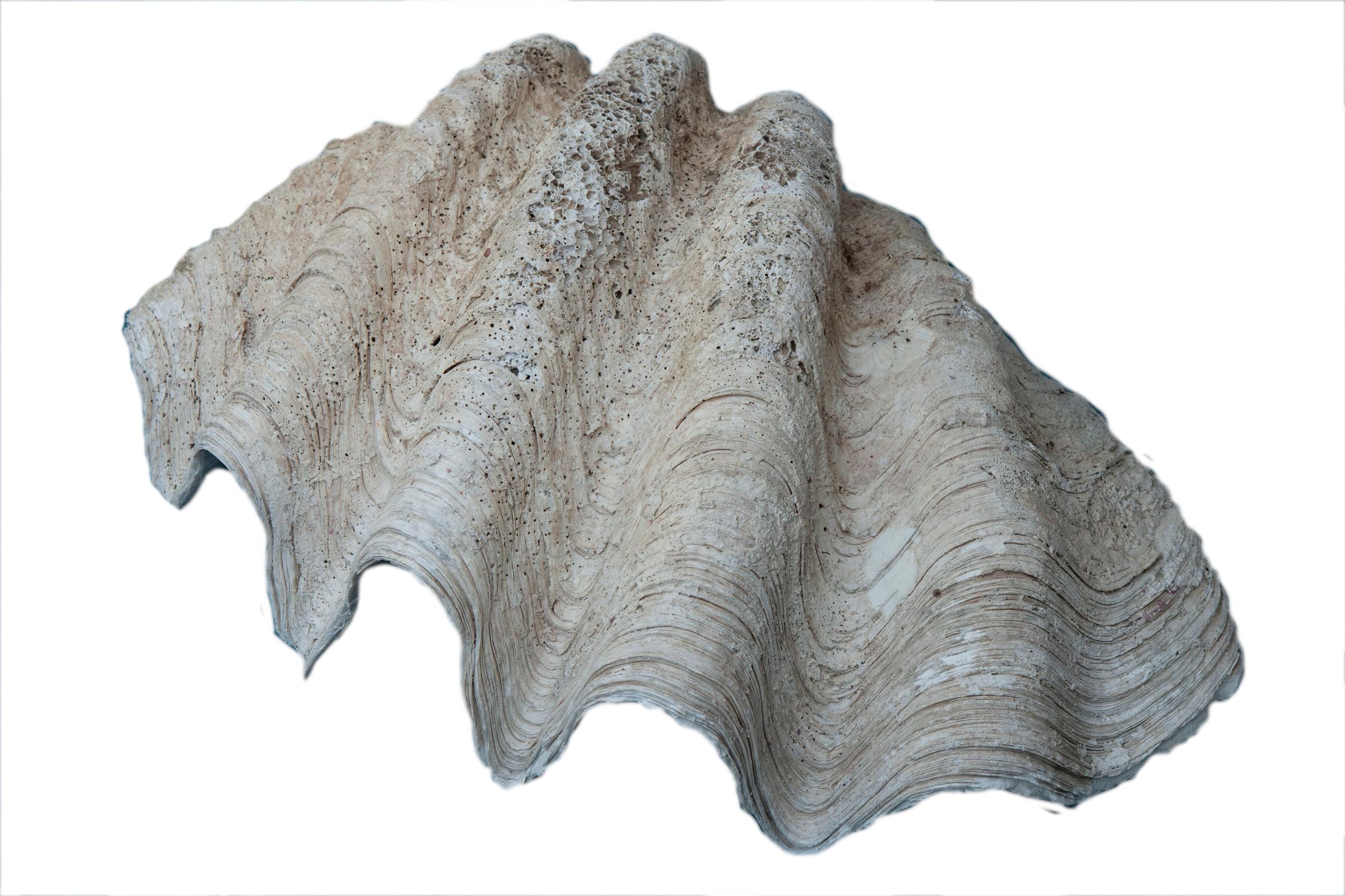 Giant South Sea Clam Shell Loaded with Seashells For Sale at 1stDibs