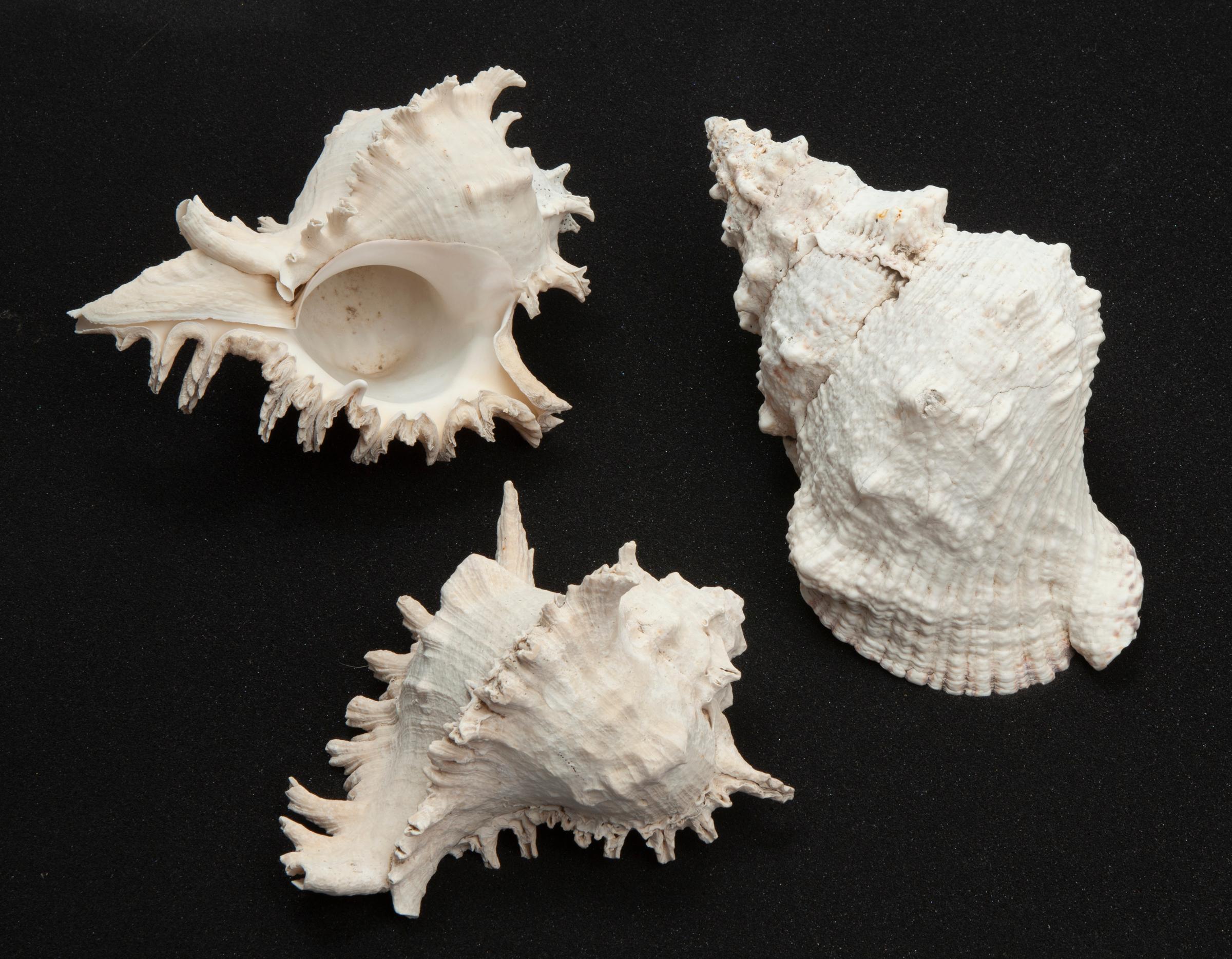 Giant South Sea Clam Shell Loaded with Seashells For Sale at 1stDibs