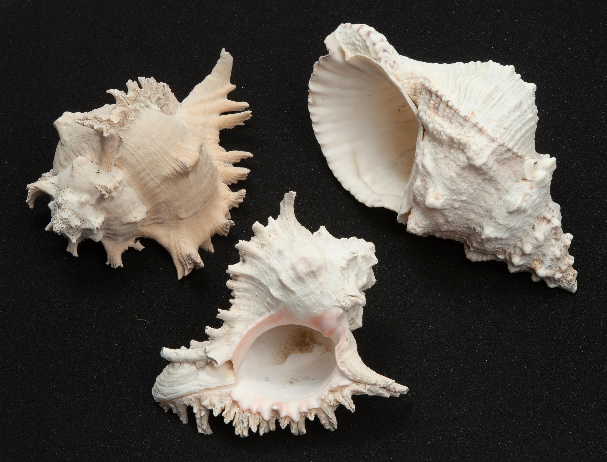 Giant South Sea Clam Shell Loaded with Seashells For Sale at 1stDibs