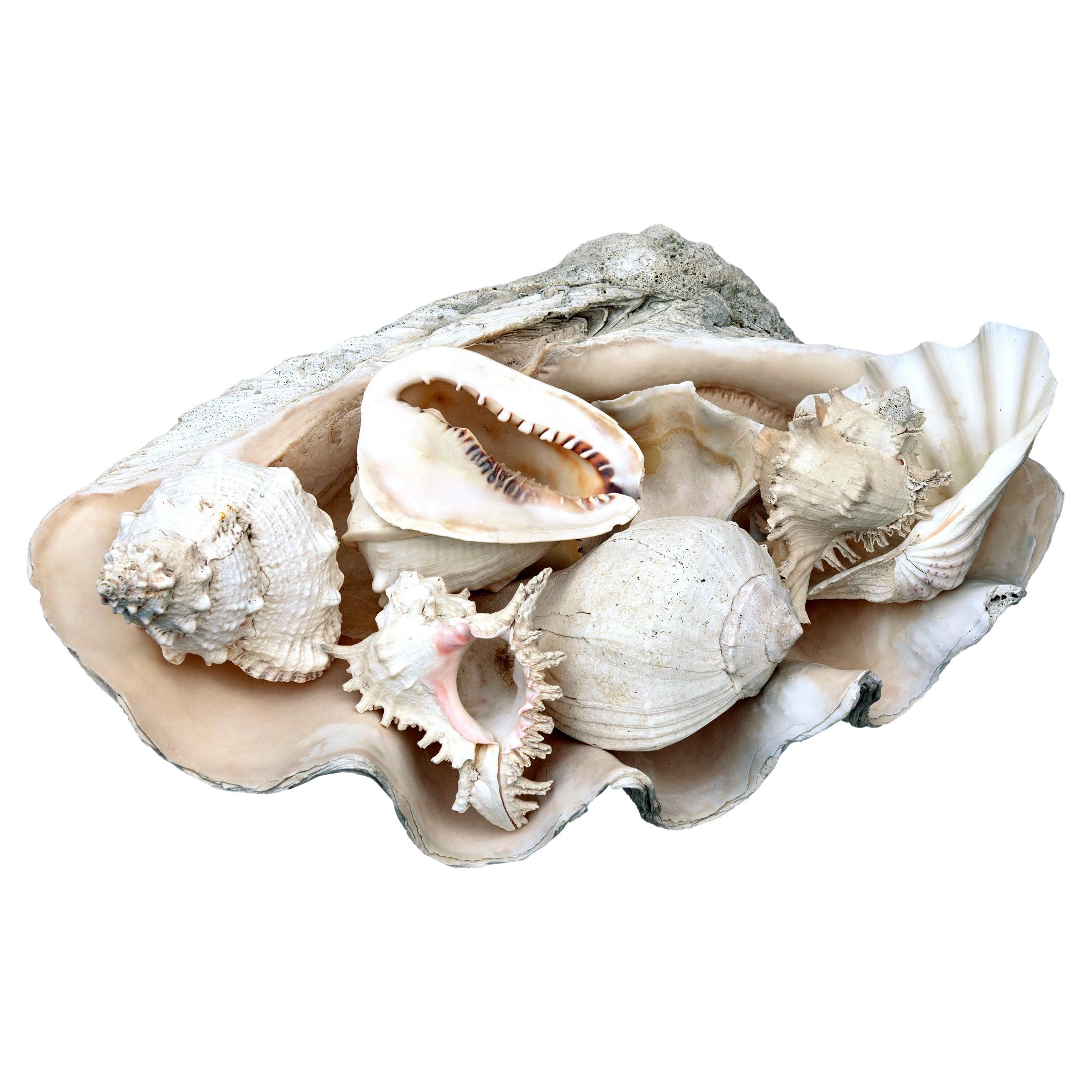 Giant South Sea Clam Shell Loaded with Seashells For Sale at 1stDibs