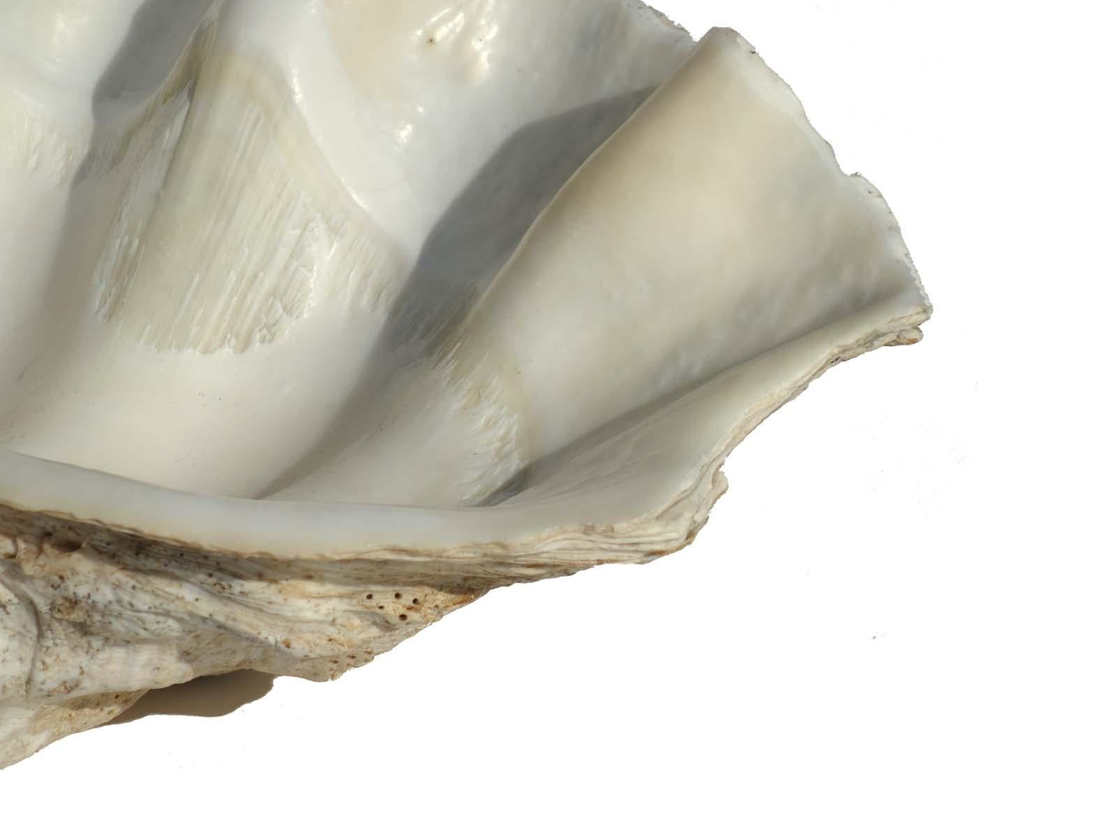 Giant Tridacna Clam Shell at 1stDibs