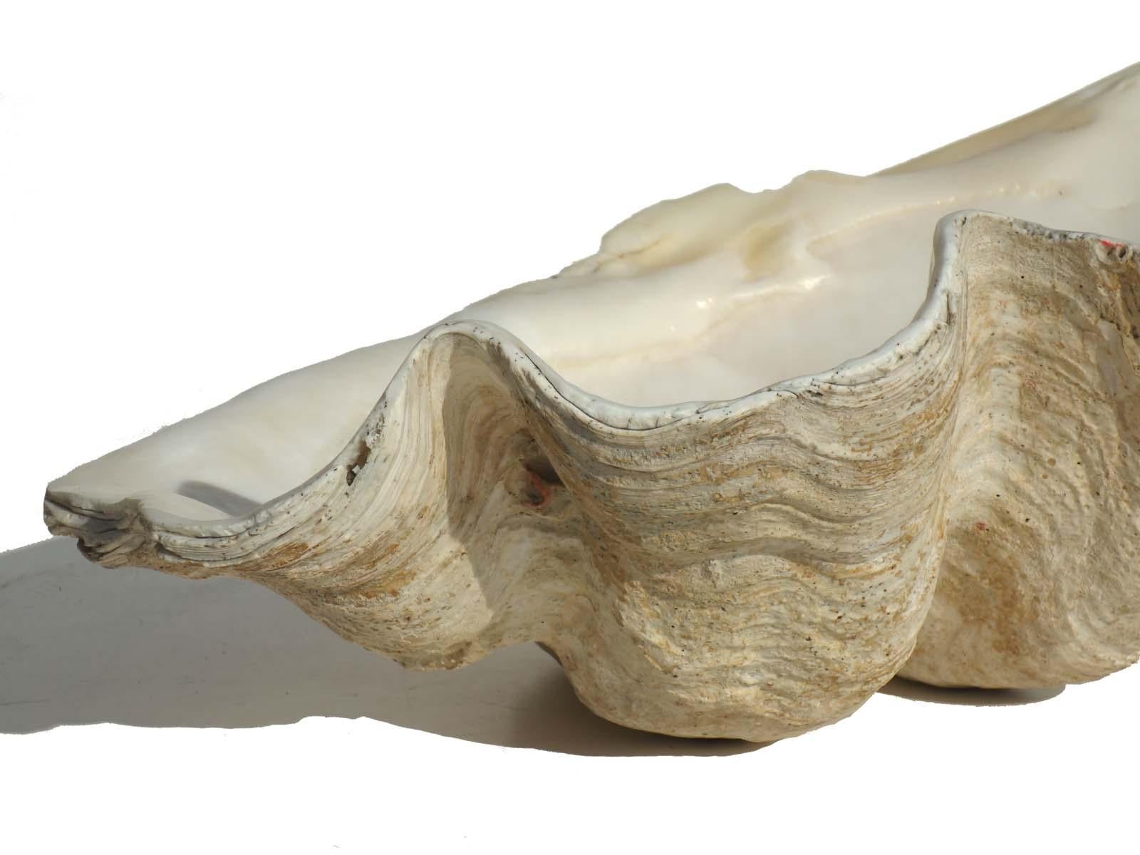 Giant Tridacna Clam Shell at 1stDibs