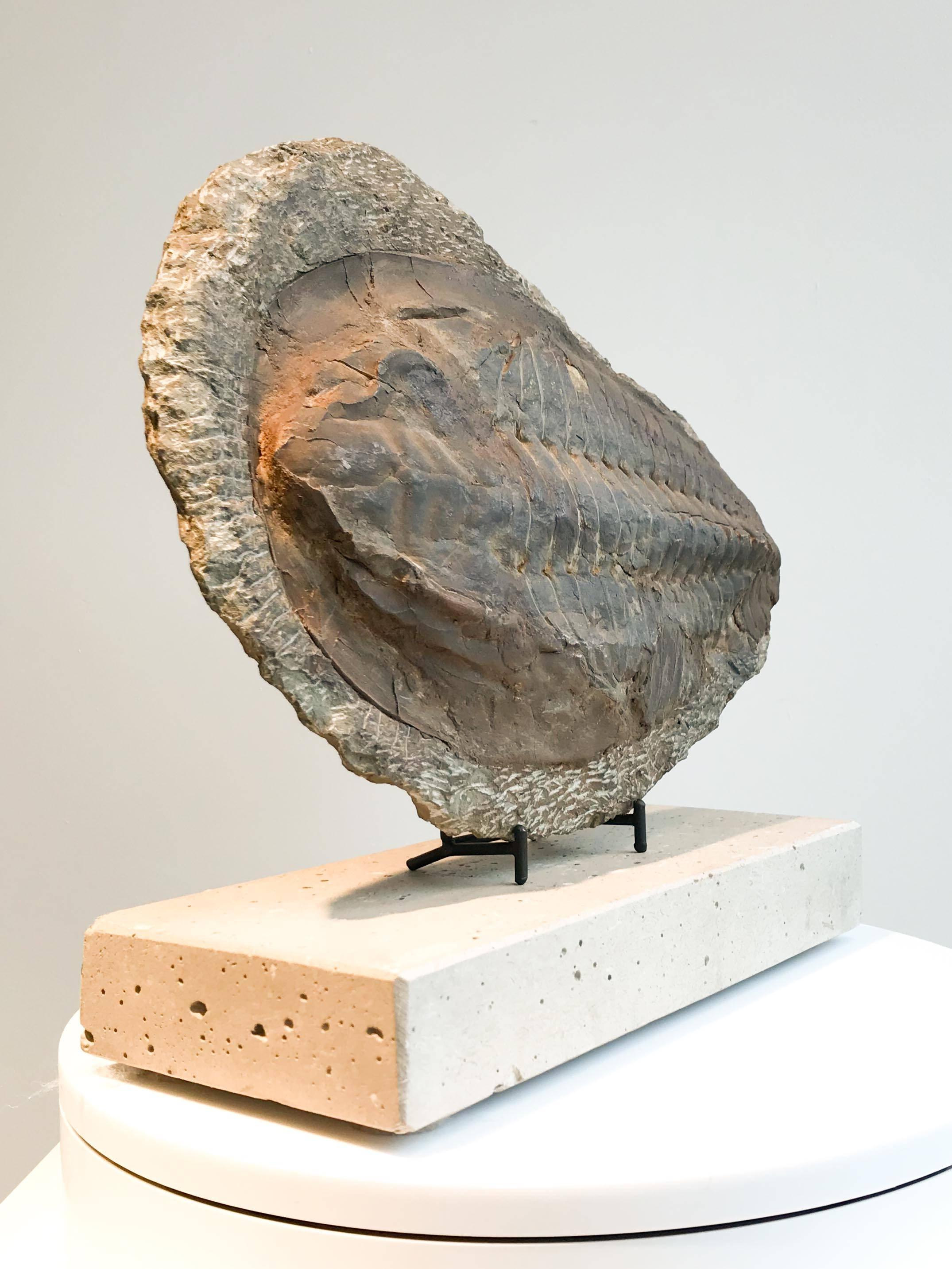 Giant Trilobite Fossil at 1stDibs