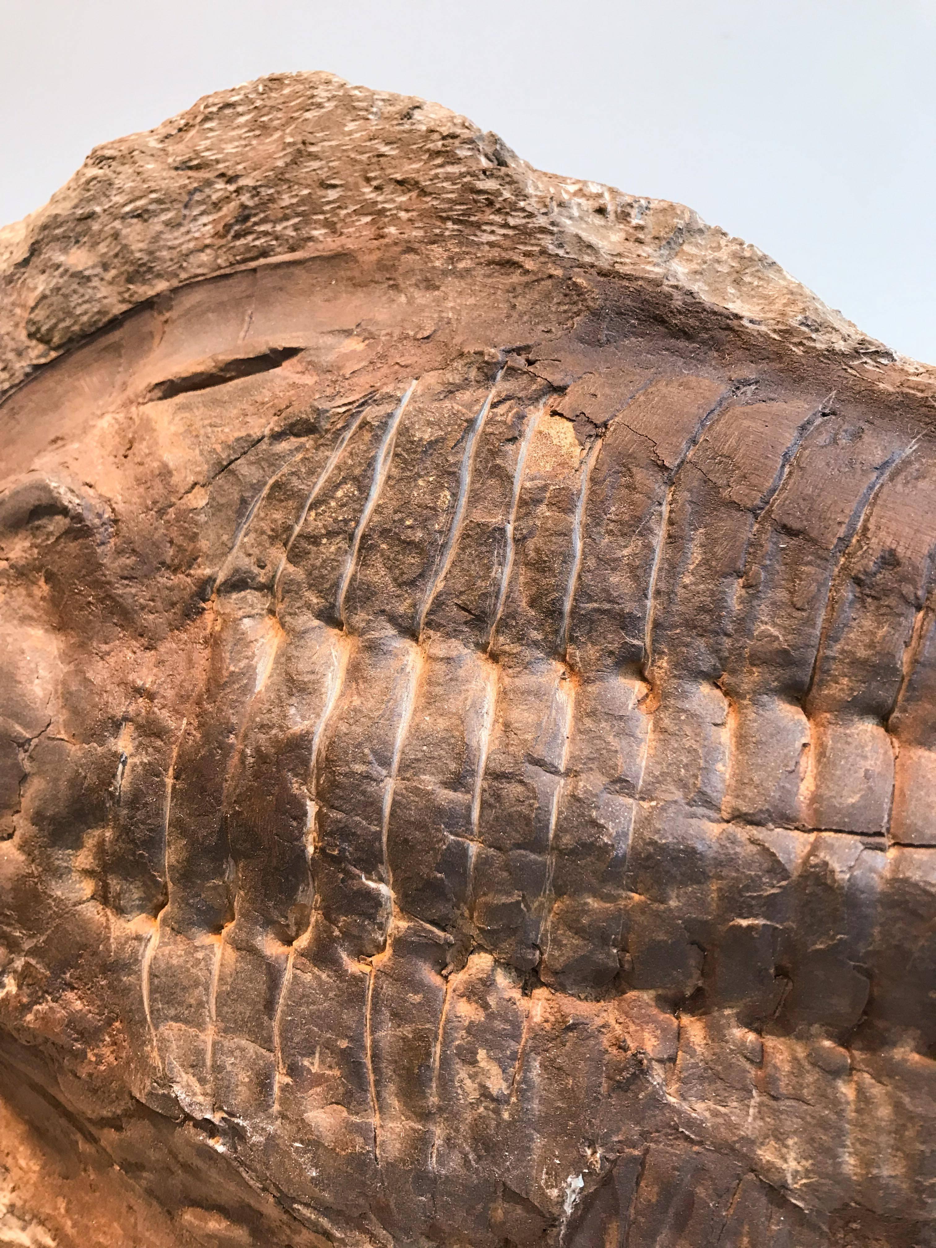 Giant Trilobite Fossil at 1stDibs