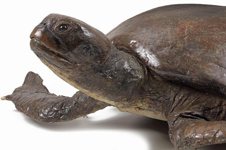 Giant Victorian Taxidermy Loggerhead Sea Turtle For Sale at 1stDibs
