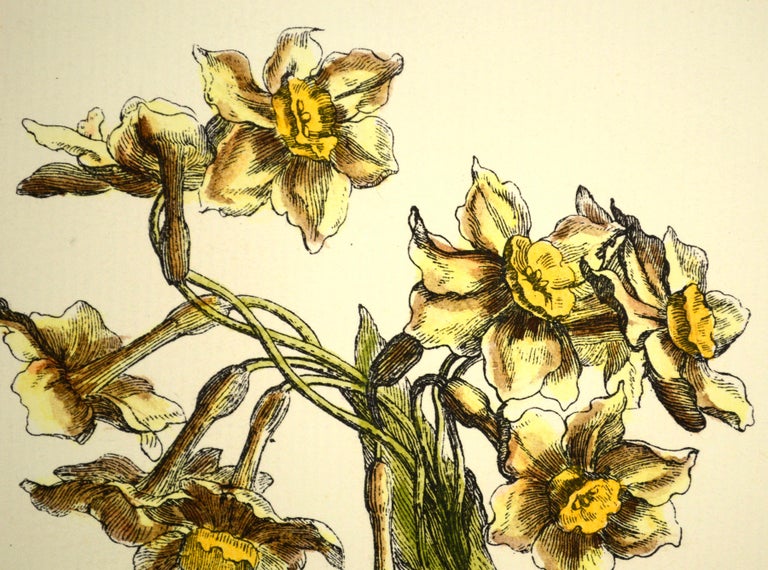 Vintage Italian Botanical Etching, Edition 7/8 after Giovanni Giacomo ...
