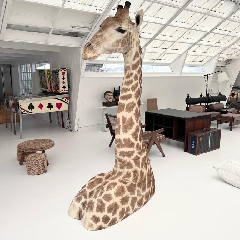 Giraffe Taxidermy Floor Mount, 1980s For Sale at 1stDibs
