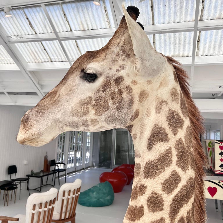 Giraffe Taxidermy Floor Mount, 1980s For Sale at 1stDibs