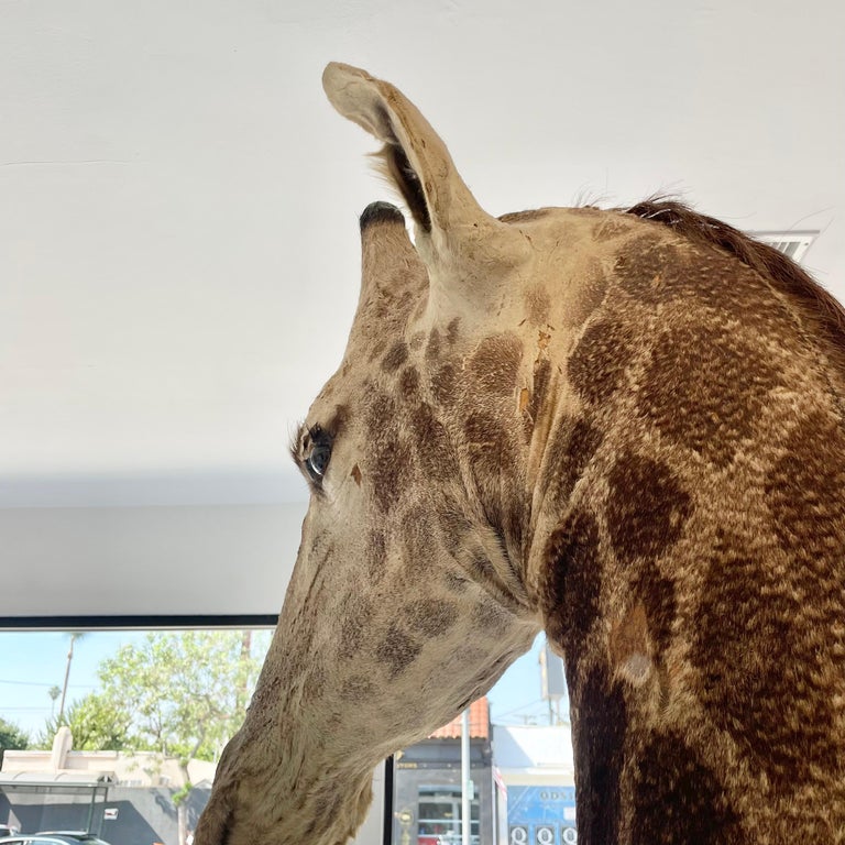 Giraffe Taxidermy Mount, 1970s at 1stDibs