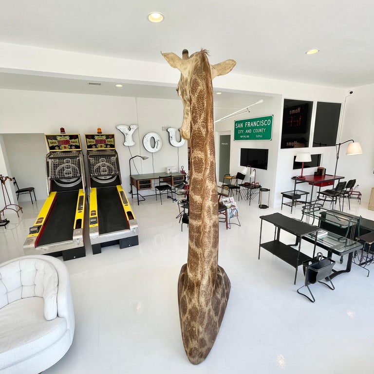 Giraffe Taxidermy Mount, 1970s at 1stDibs