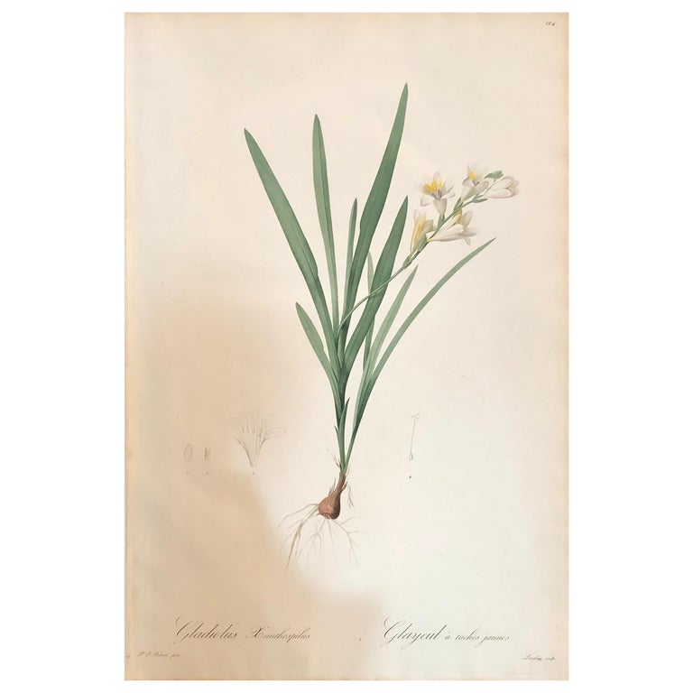 Gladious Xanthospilus Hand Colored Engraving Signed P.J. Redoute and ...